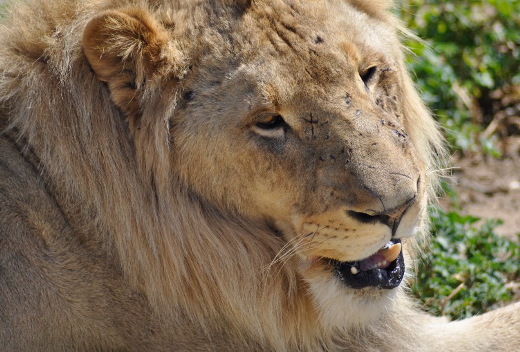 Bespoke Cape Town Itinerary . #1 Best Tours Cape Town